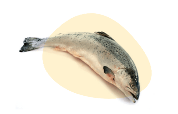 What are the 14 Major Food Allergens?